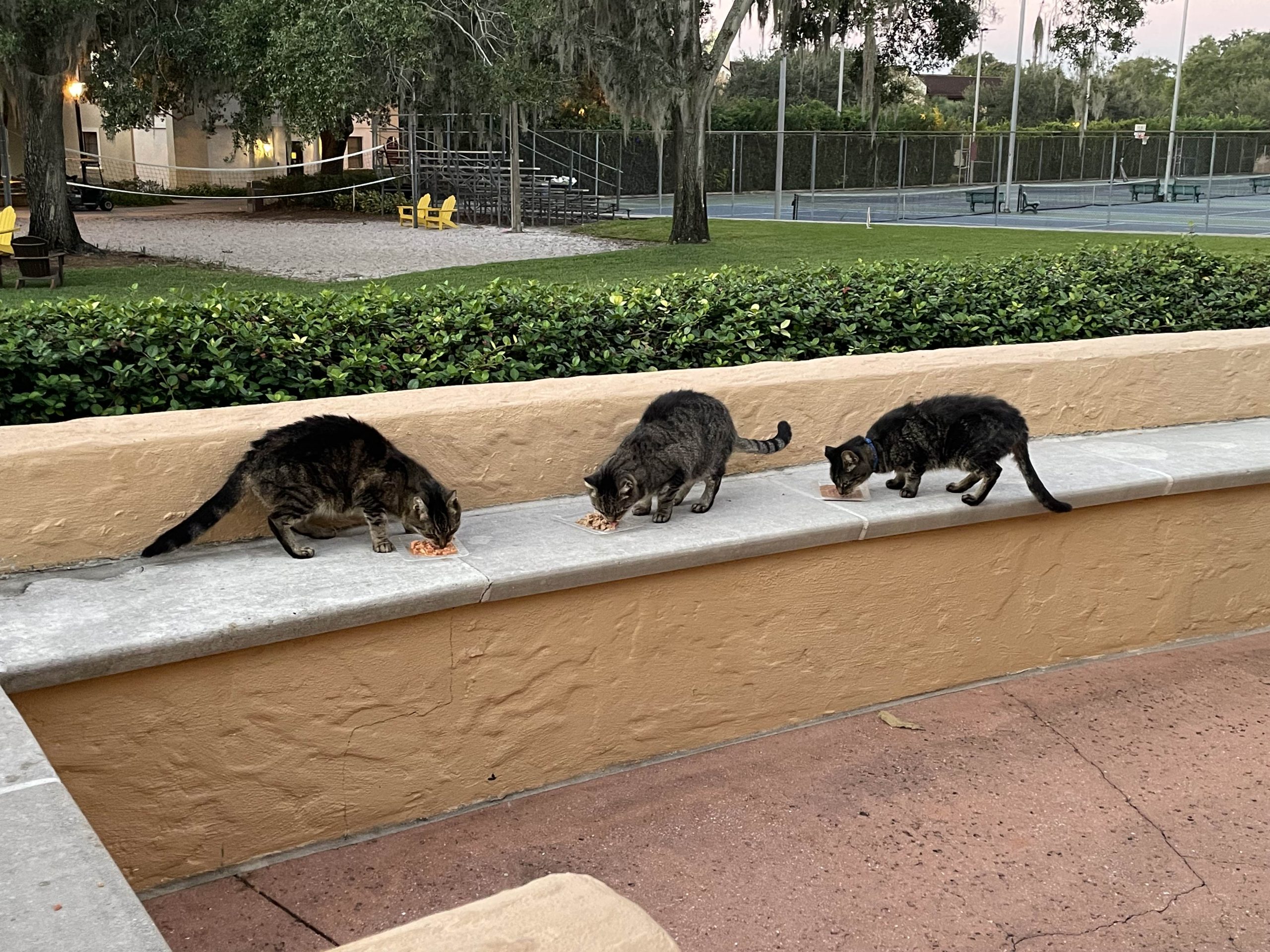 Campus Cats call Rollins home - The Sandspur